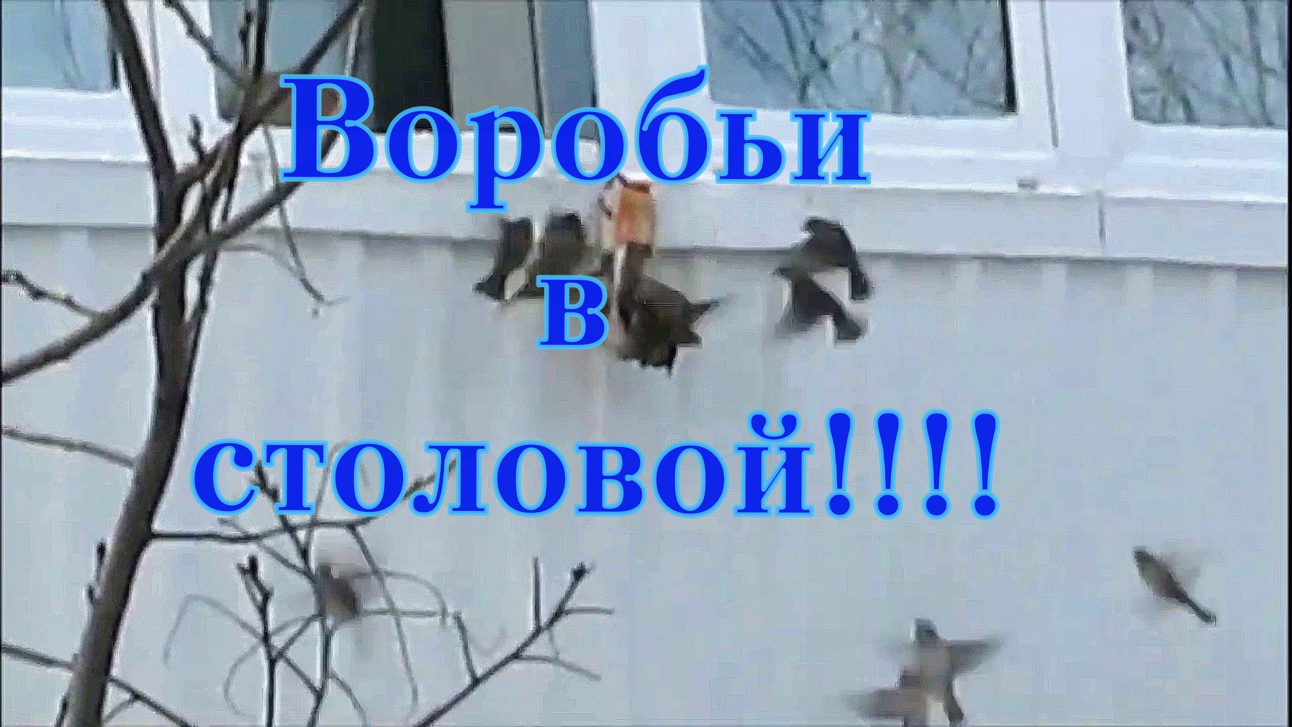 Воробьи в столовой. .mp4