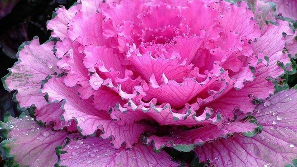 Розы и капуста (декоративная), «по одёжке протягивай ножки». ("Гитара Fr.Goya", муз."Million Roses")