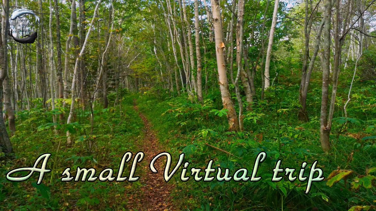 Приятная прогулка по живописной лесной тропинке / Видео для Отдыха / Музыка для Медитации