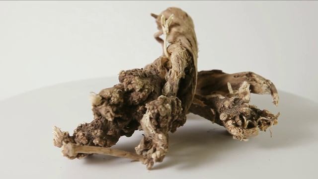 Астрагал перепончатый.mp4