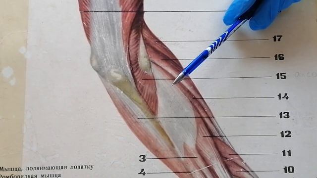 Мышцы, фасции и топография плечевого пояса, плеча, предплечья и кисти