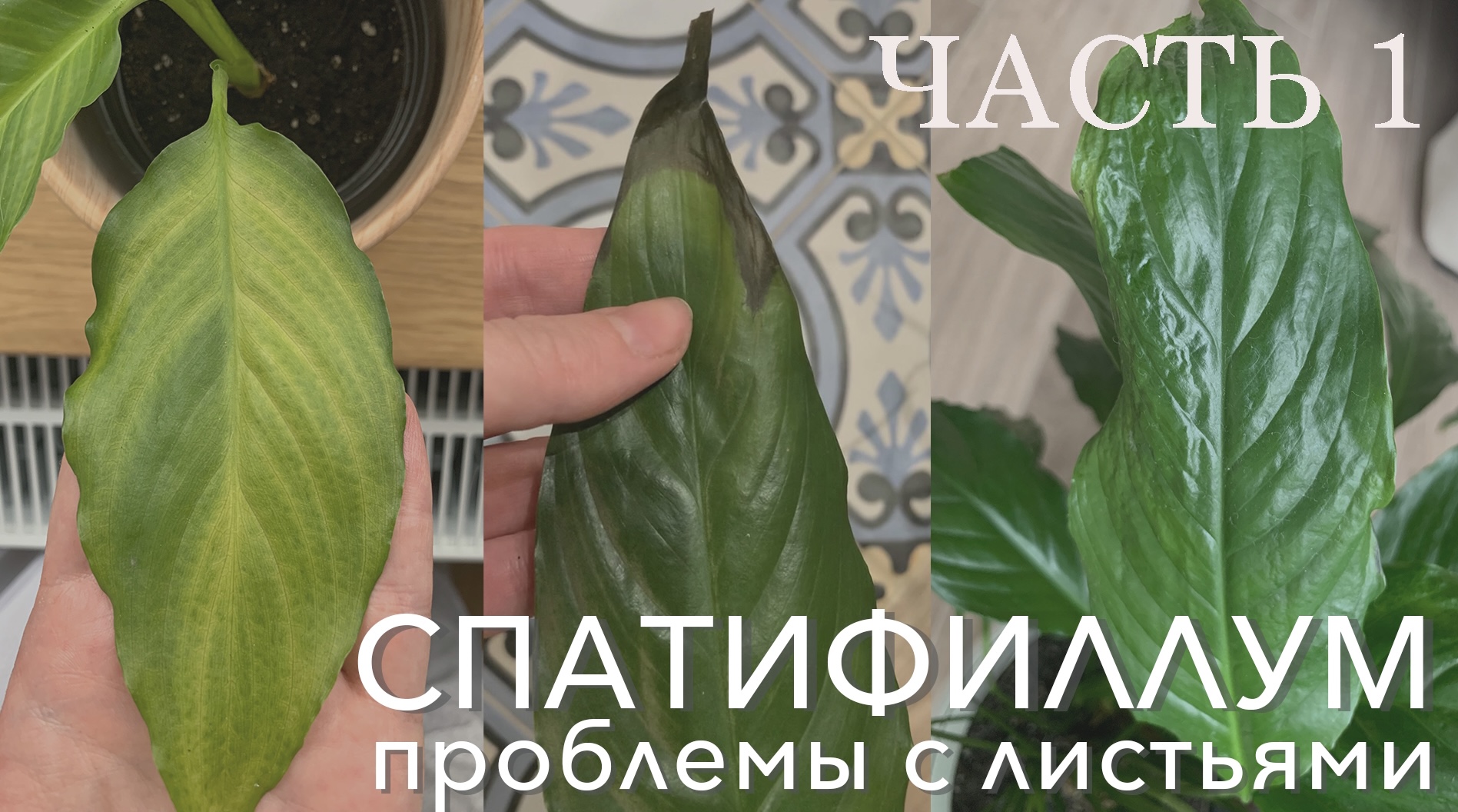 №27. Спатифиллум. Почему Листья жёлтые, с коричневыми и черными пятнами, мятые. Причины.