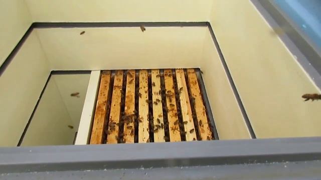 1 июня 2022 год - 12 рамочный дадан с магазинами расширяю по принципу улья Кука