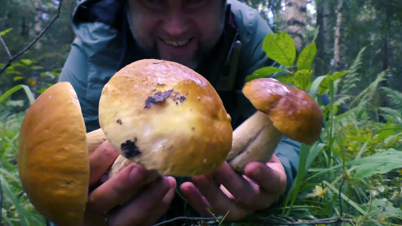 ГРИБНОЙ КЛАНДАЙК ВЛАДИМИРСКОЙ ОБЛАСТИ.