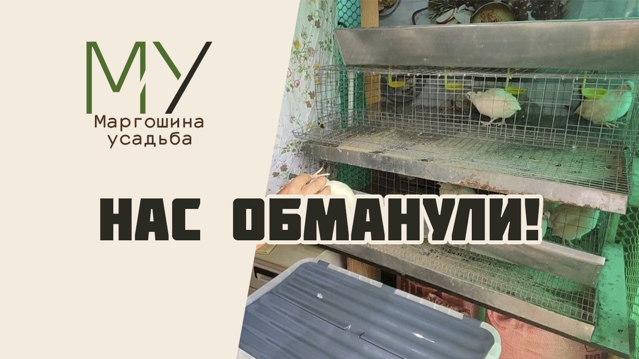 Нас обманули! Как определить пол перепелов