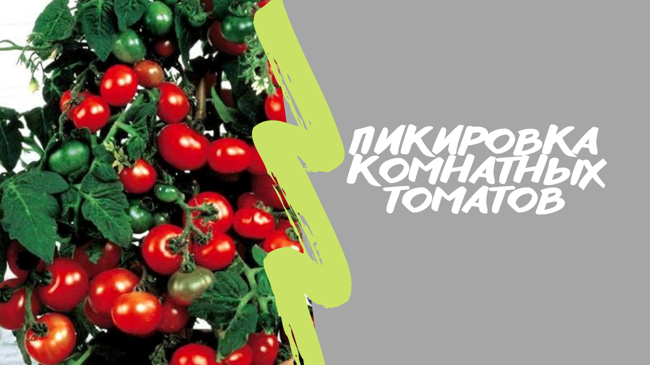 Пикировка комнатных томатов?. Сорта: Балконное чудо, Клюква в сахаре.
