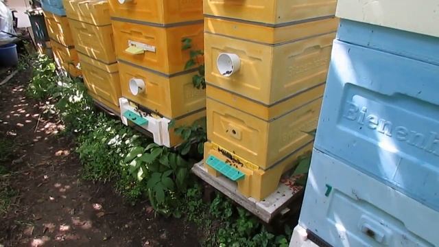 новое в пчеловодстве - в одном улье пускаю на облет сразу три матки - часть 2 - все три матки сеют.
