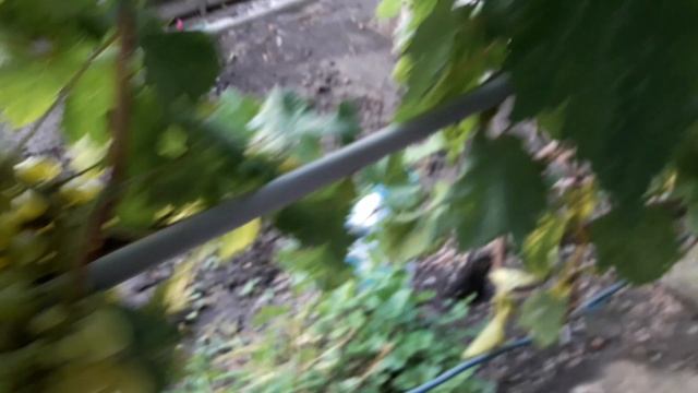 Аркадия (Настя).mp4