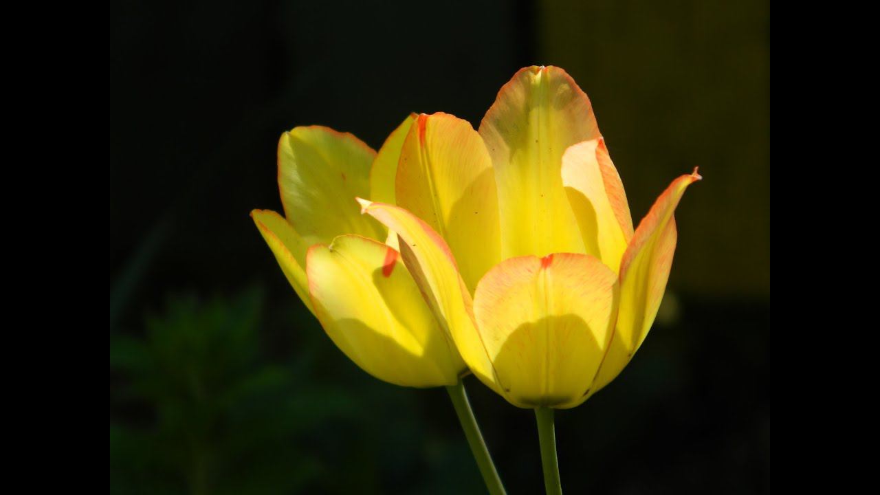 Цветы это стихи природы!