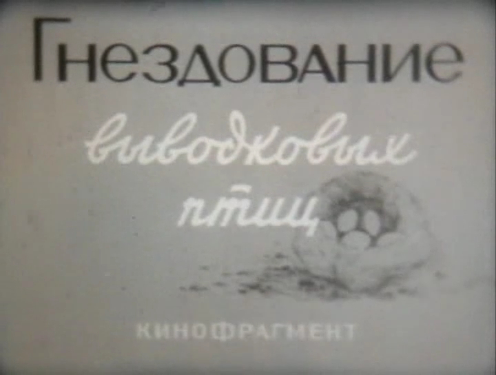 Гнездование выводковых птиц