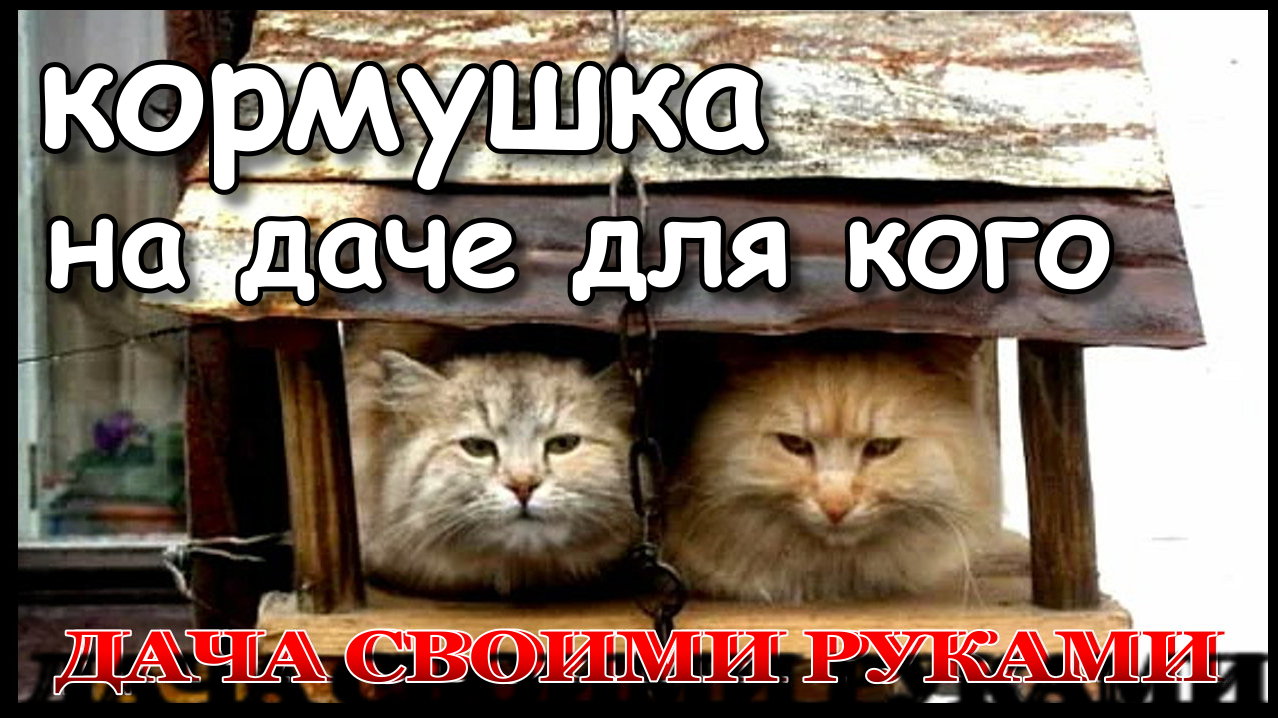 Кормушка на даче, для кого.