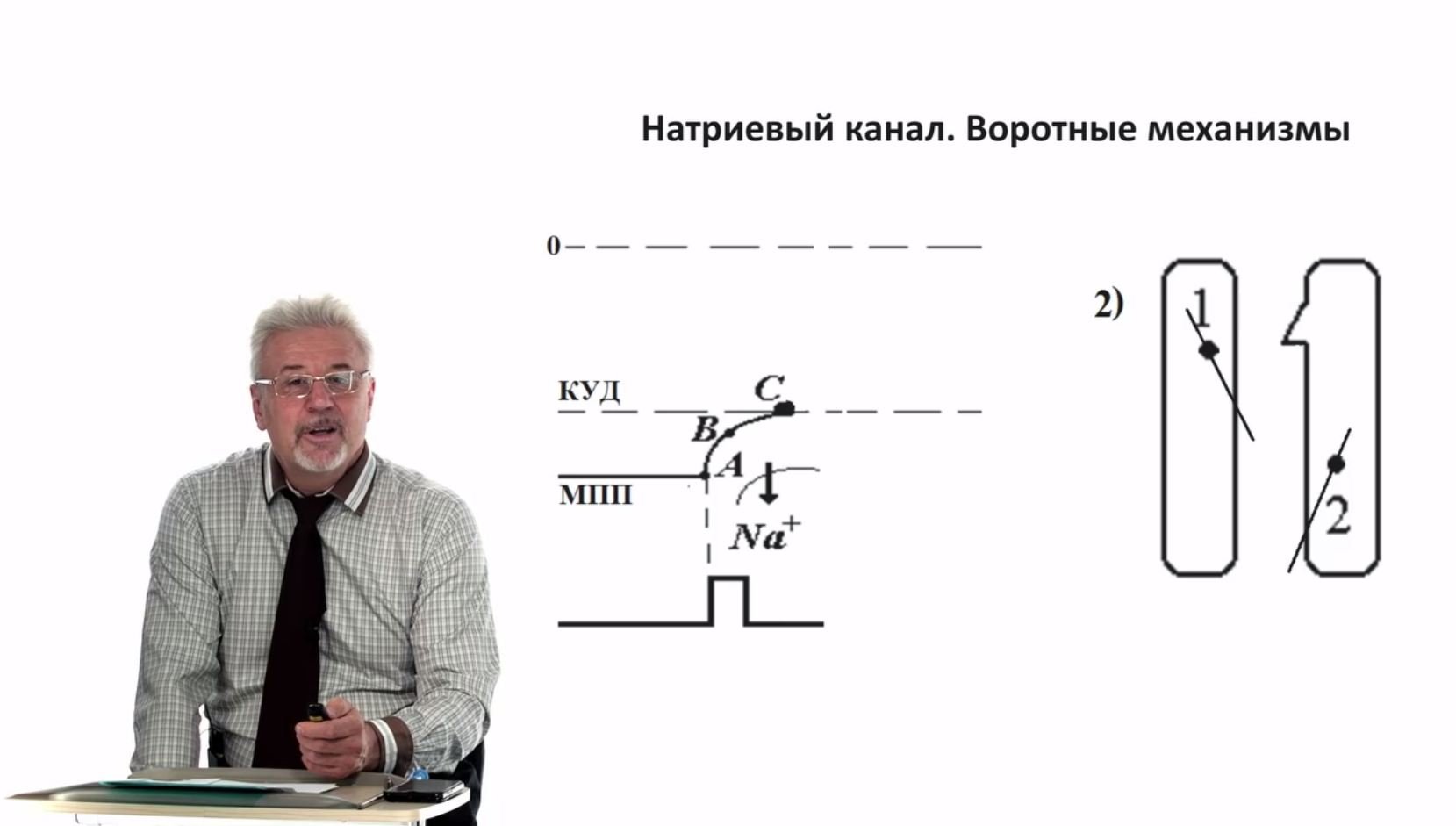 Евсеев А.В. Нормальная физиология. Лекция №6. Природа КУД и рефрактерности. Законы раздражения. 2023