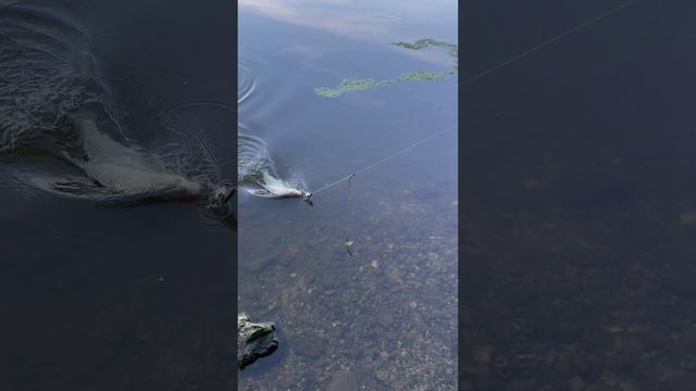 Хороший экземпляр поймался