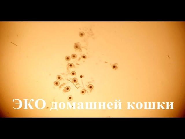 Экстракорпоральное оплодотворение домашней кошки