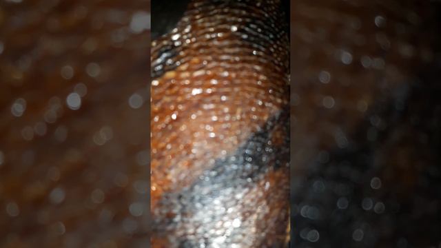 Окунь горячего копчения! 😊ммммммм