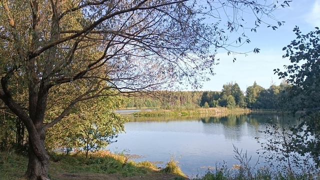 Приглашаю Вас со мной на прогулку по таинственным тропинкам🌳🚶♀️#звукиприроды #релакс