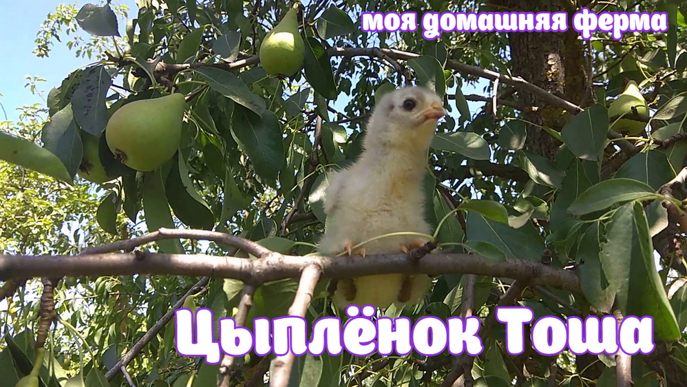 ЦЫПЛЁНОК ТОША.  ЧТО Я ЗА ПТИЦА?