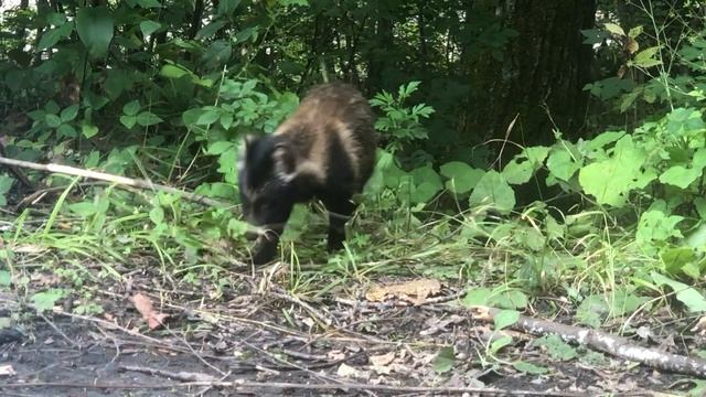 Борзая дичь