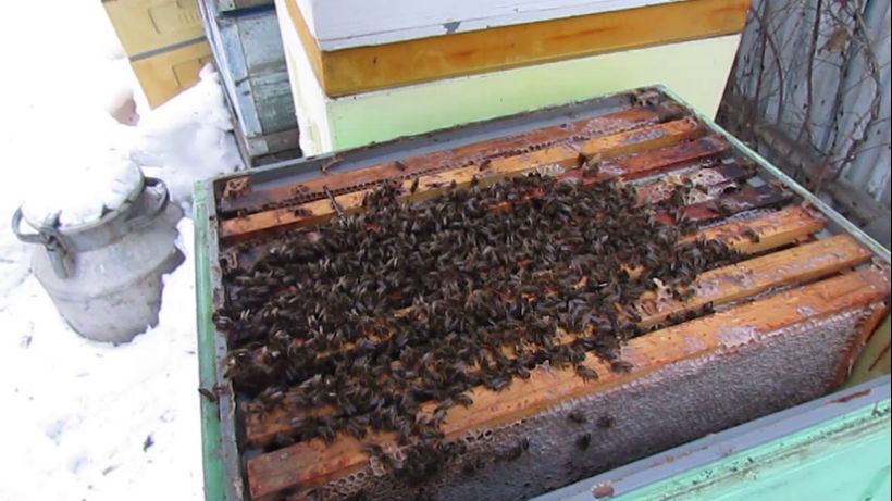 зимовка пчел на воле в двух корпусах, в улье сухо, подкормка не нужна - 11 февраля 2023 год