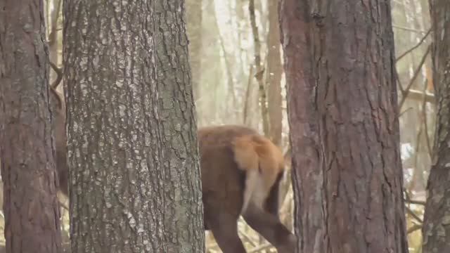 Олени зимой в сосновом лесу