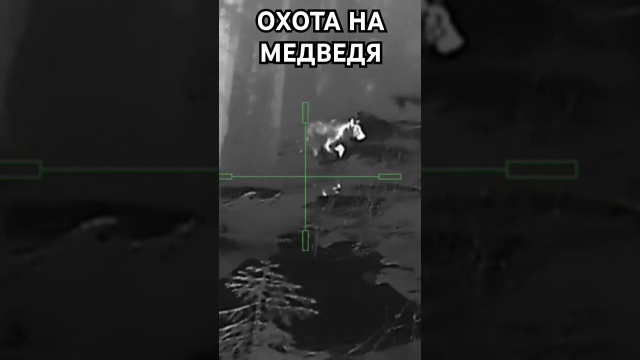 НОЧНАЯ ОХОТА НА МЕДВЕДЯ #охота #охотанамедведя