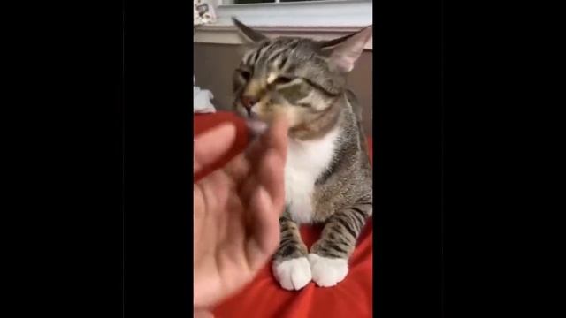 Приколы с домашними кошками смешные до слез