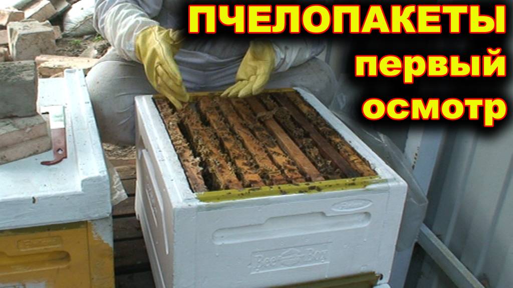 Пчелопакеты. Первый осмотр.