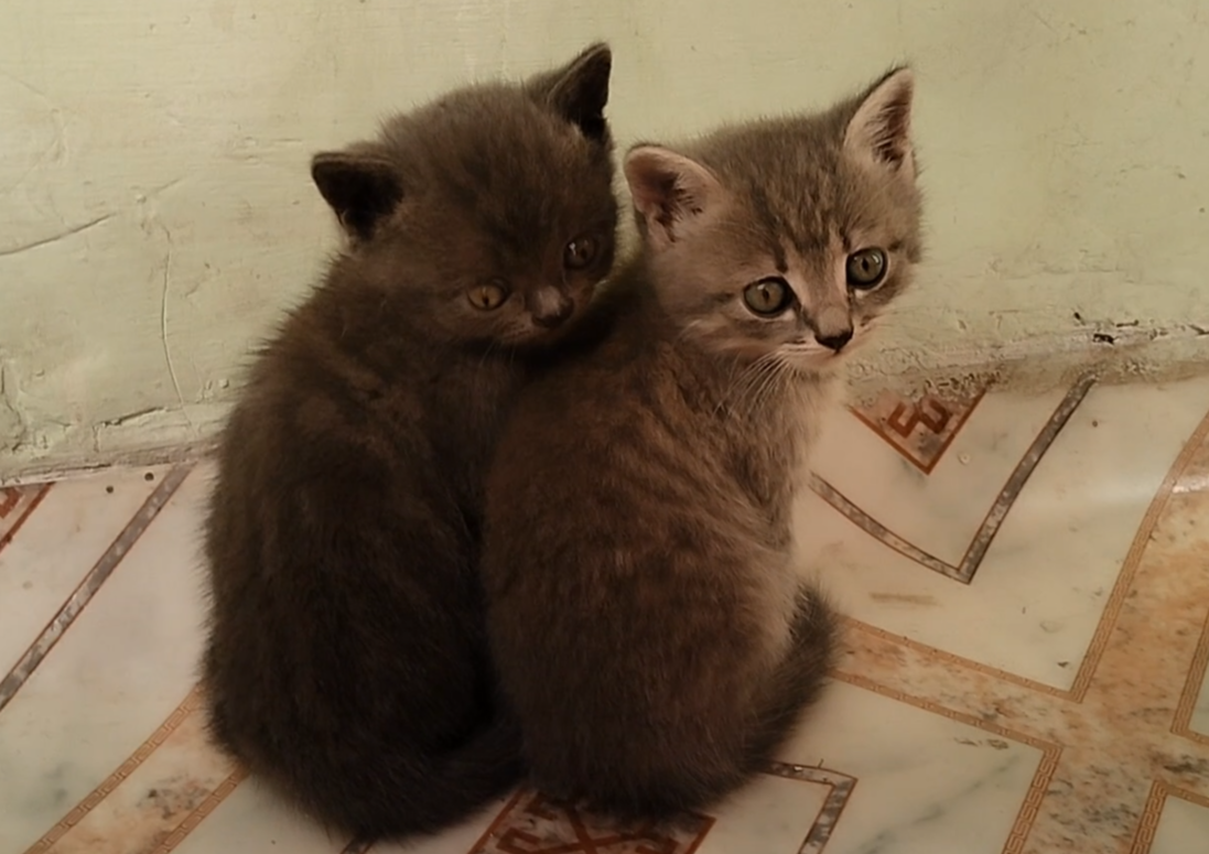 Котята - дружные ребята.