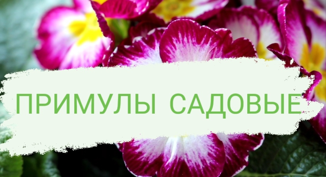 ПРИМУЛЫ САДОВЫЕ. МОИ НОВИНКИ ДЛЯ САДА. МАРТ 2022 ГОДА.