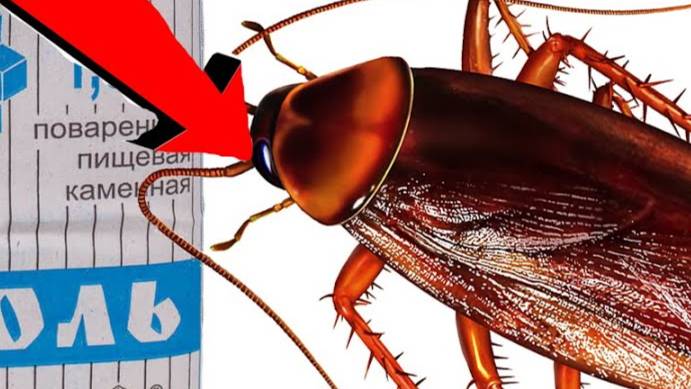 Как быстро избавиться от тараканов За 3 Секунды!!!!!!!