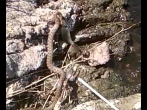 Anaconda shark attacks. мини-Анаконда vs мини-Акулы