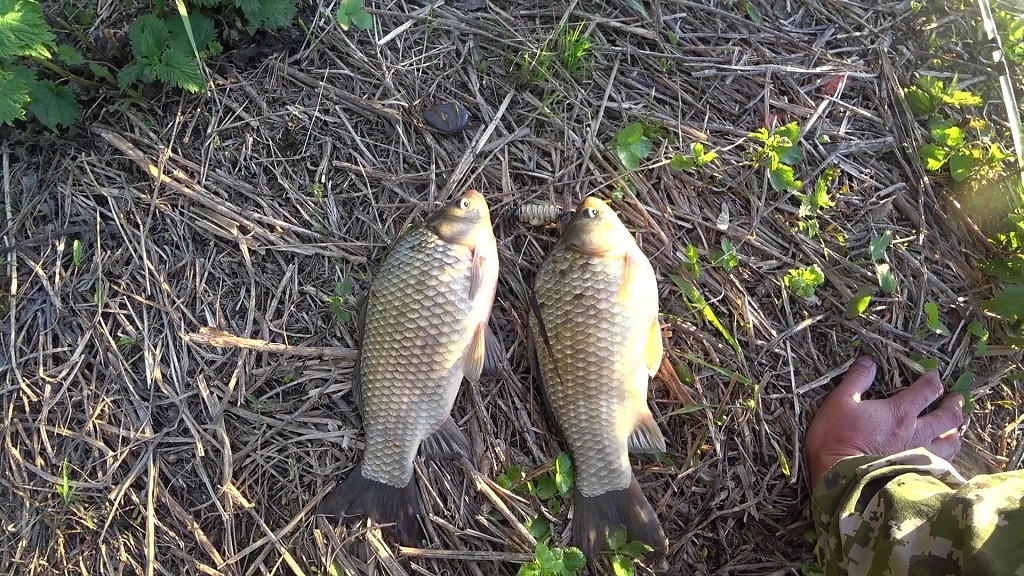 КАРАСЬ на донки. Открытие "ДОНОЧНОГО" сезона 2022 р.Дон (14.05.2022)