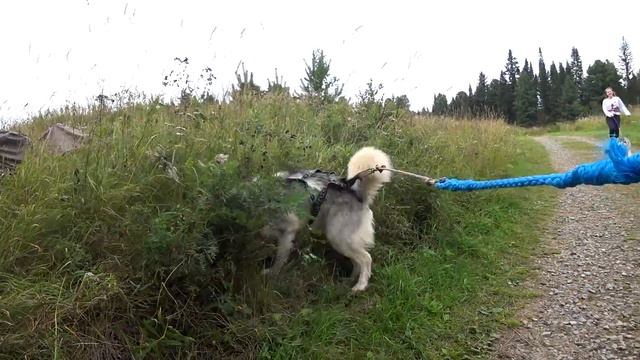 Как я бегал с Хаски на поводке.