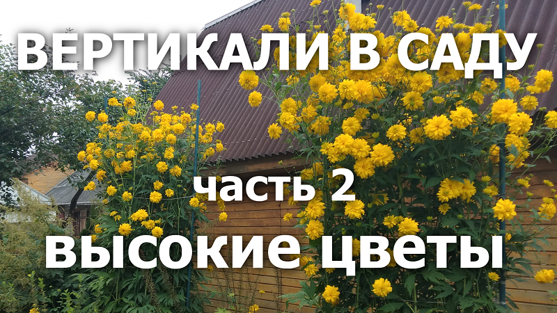Вертикали в саду часть 2 Высокие Цветы