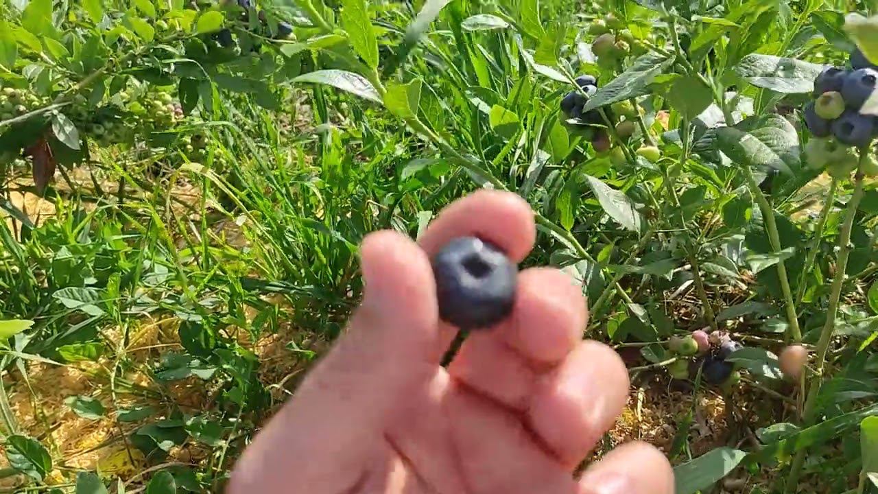 Голубика Дюк или...?