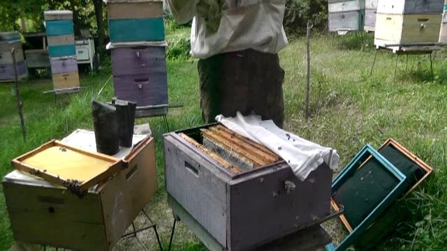 Пчёлки 64. Предпосылки беды