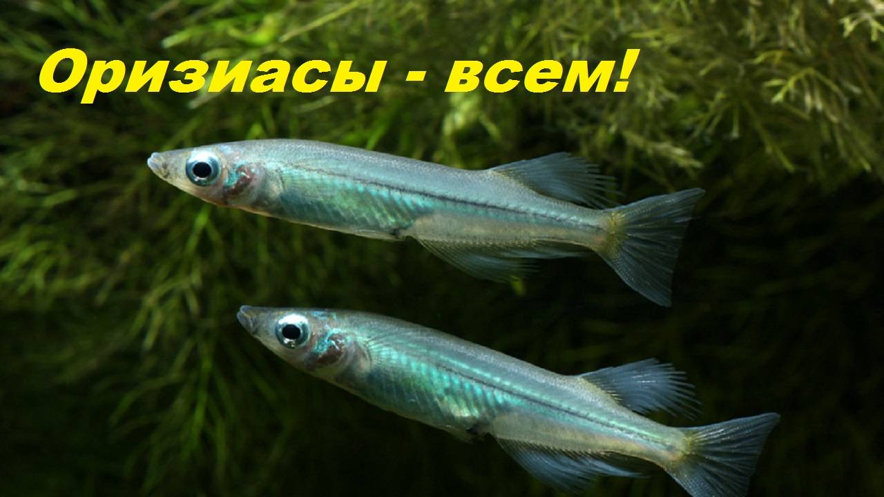 Необычное, но популярное. Серия 1 - Японское чудо. (Архив от 17.10.2021)