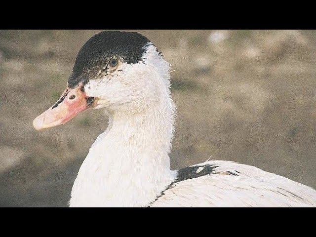 У утки болит глаз//как лечить