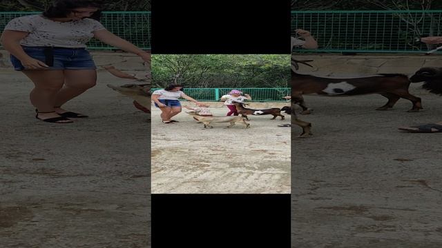 Парк Тайган. Крым. июль 2021 года.