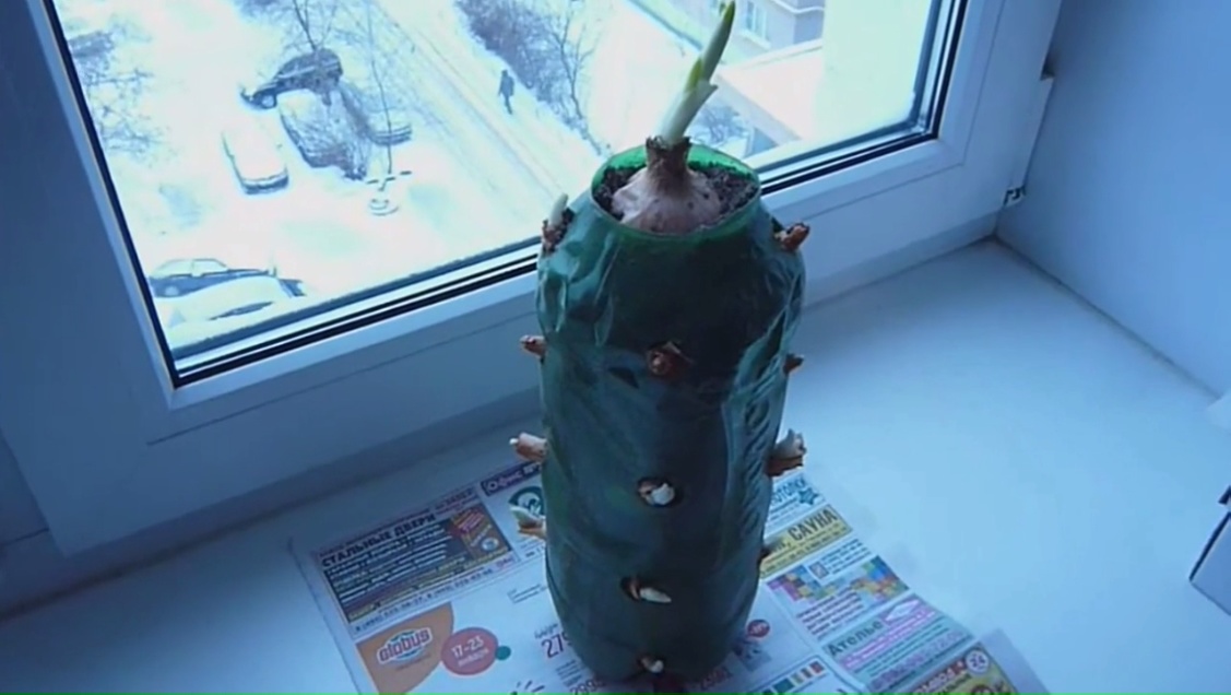 Как вырастить лук репчатый на зелень на подоконнике в пластиковой бутылке: простой и эффективный спо