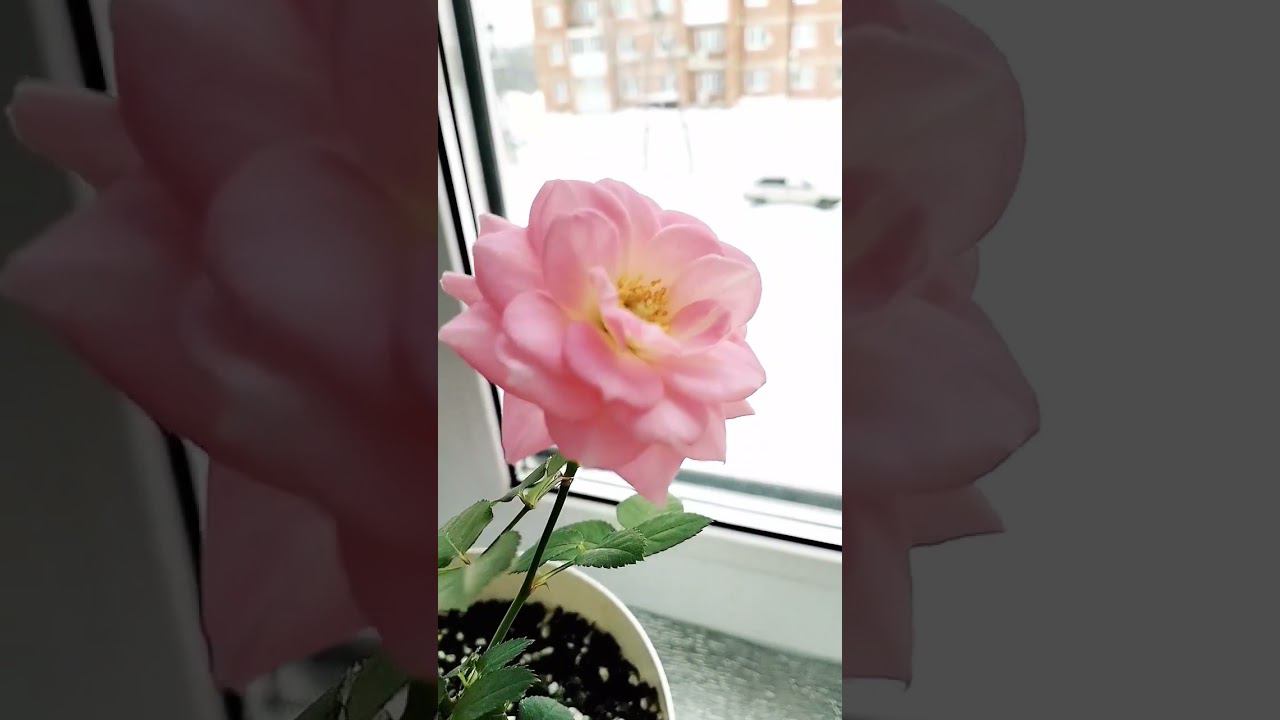 Роза в горшке #chill #lofi #music #cover #lyrics #life #romantic #mylife #g35 #g40 #топ #shorts