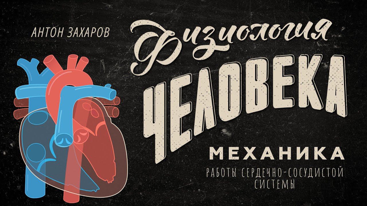 Главный насос организма. Механика работы сердечно-сосудистой системы. Физиология человека — 13 урок