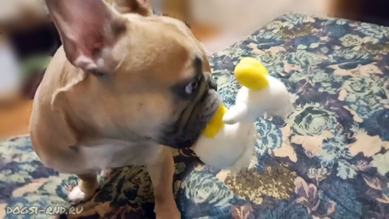 Если Жорик не спит, значит он ИГРАЕТ! Очень смешной пёс ))