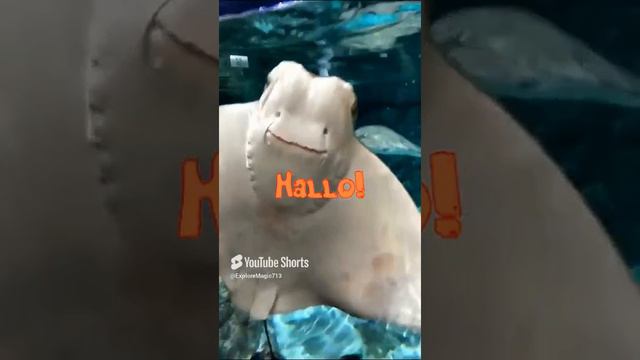 Hallo !  #dontbescaredbeprepared #nature #climbing