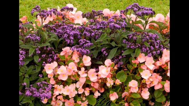 Слайд-шоу "Маленькая ночная серенада" В.А.Моцарт