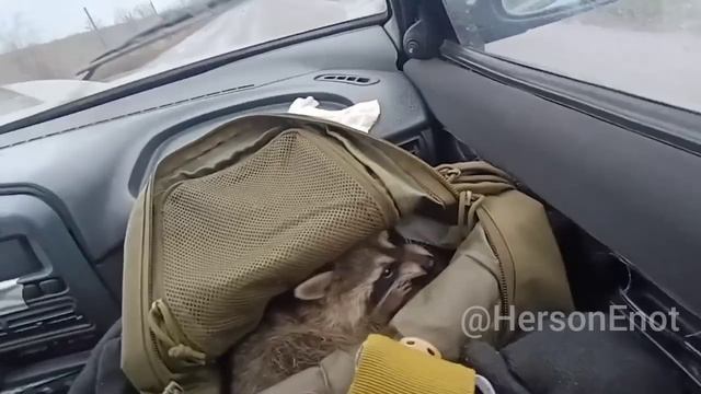 ? Херси: Люблю щëлкать орешки в пути, они всегда под рукой у моих полосатых братьев!