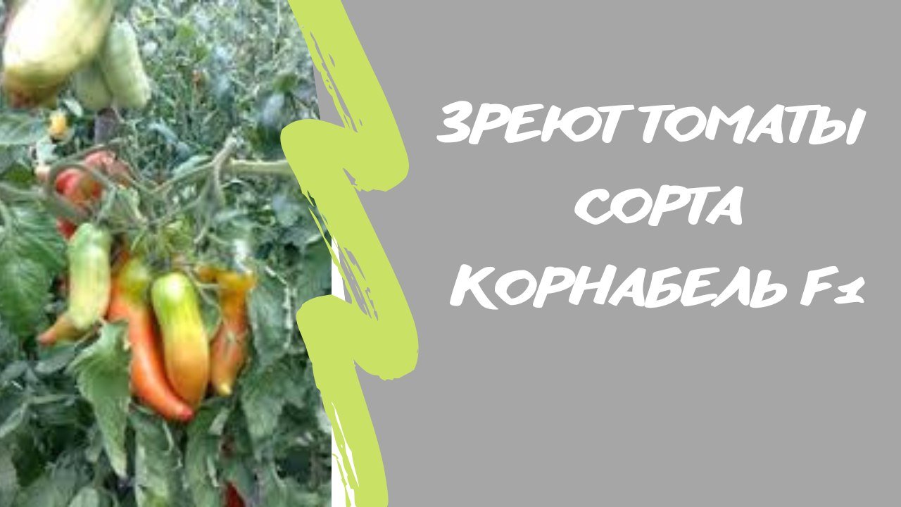 Зреют томатики.? Ну очень похожи на болгарские перцы?️?