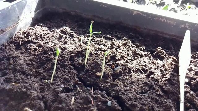 47. 13 апреля 2023 г. Подкормил рассаду Здравнем.