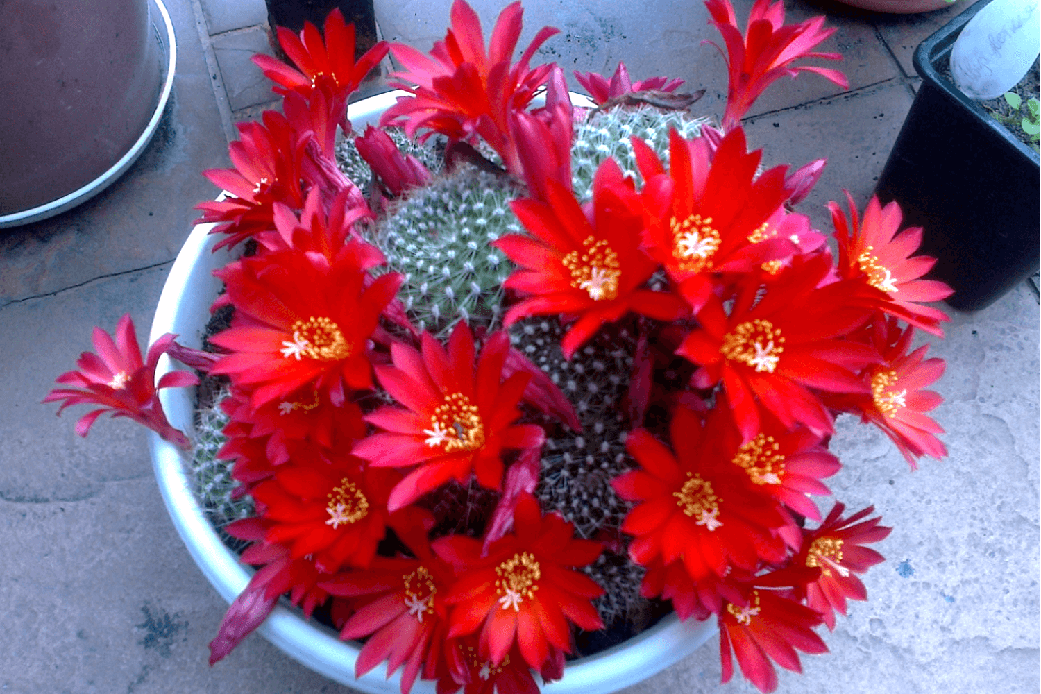 Как правильно пересаживать кактусы? Можно ли пересаживать осенью?