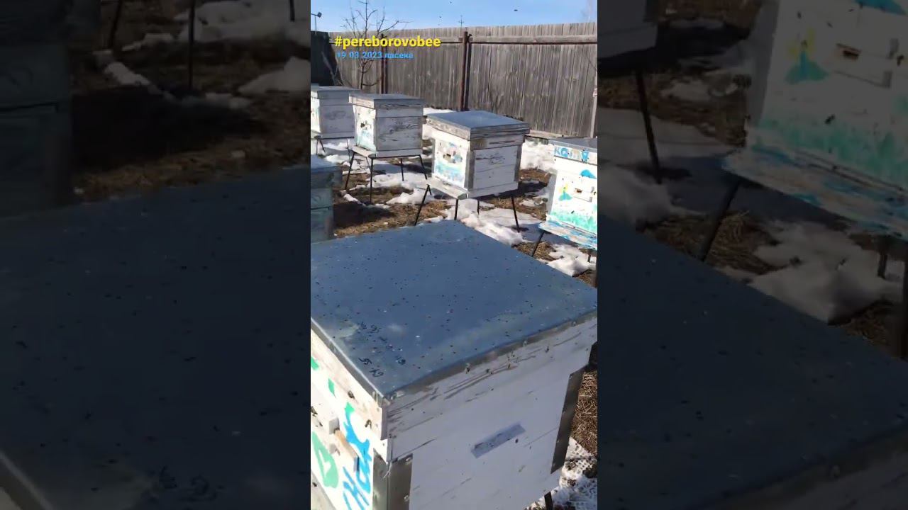 Солнце для пчёл #pereborovobee #пчеловодство #honey #bee #пчеловод #матководство